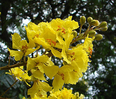 Tipos de Jacaranda ¿cuántos colores de Jacaranda hay?